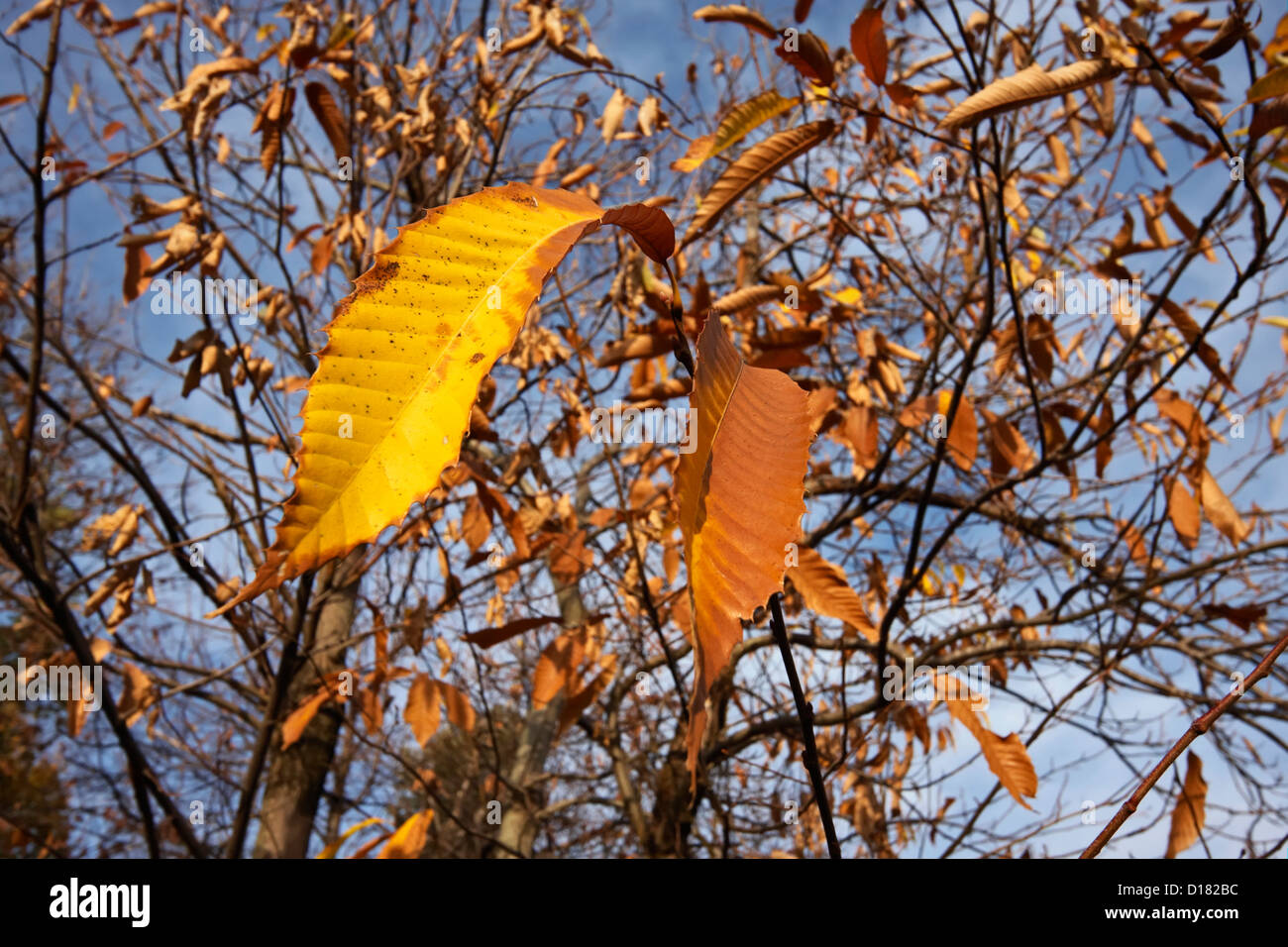 Italy, Lazio, countryside, autumn, chestnut tree leaves Stock Photo - Alamy