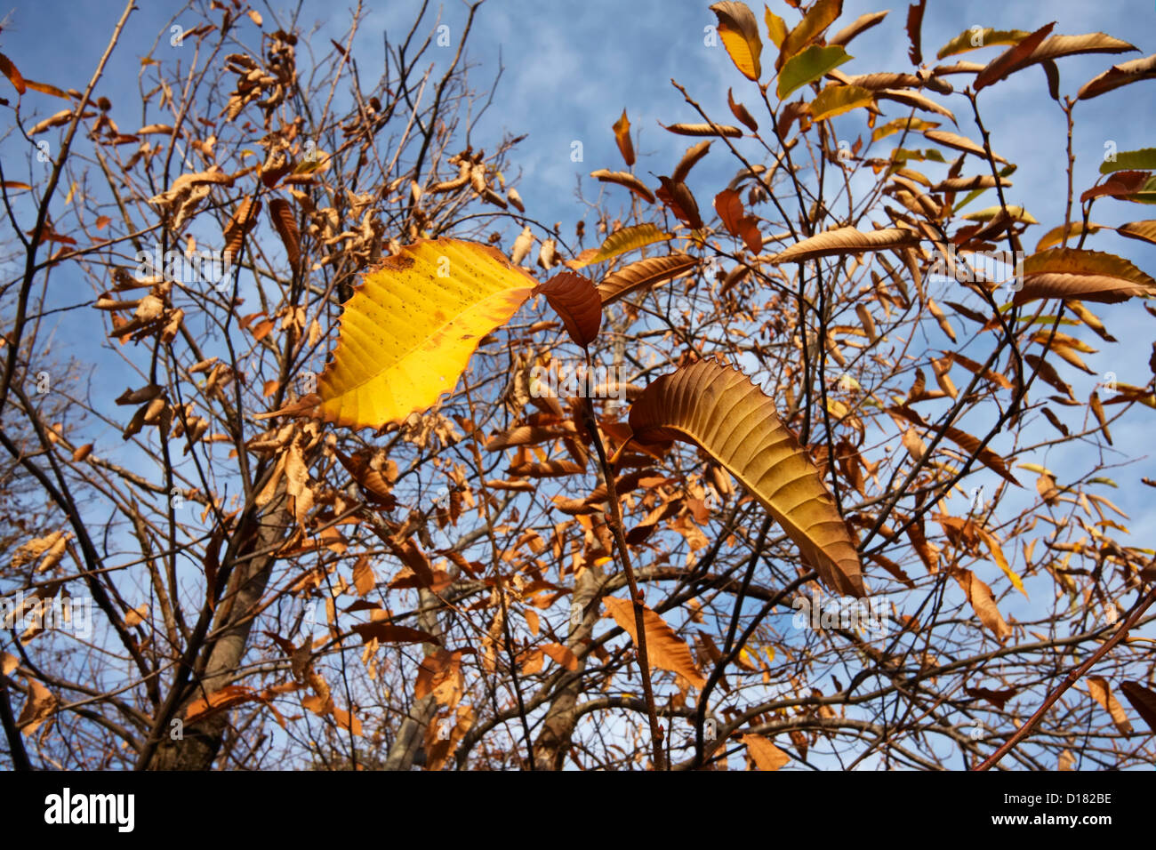 Italy, Lazio, countryside, autumn, chestnut tree leaves Stock Photo - Alamy