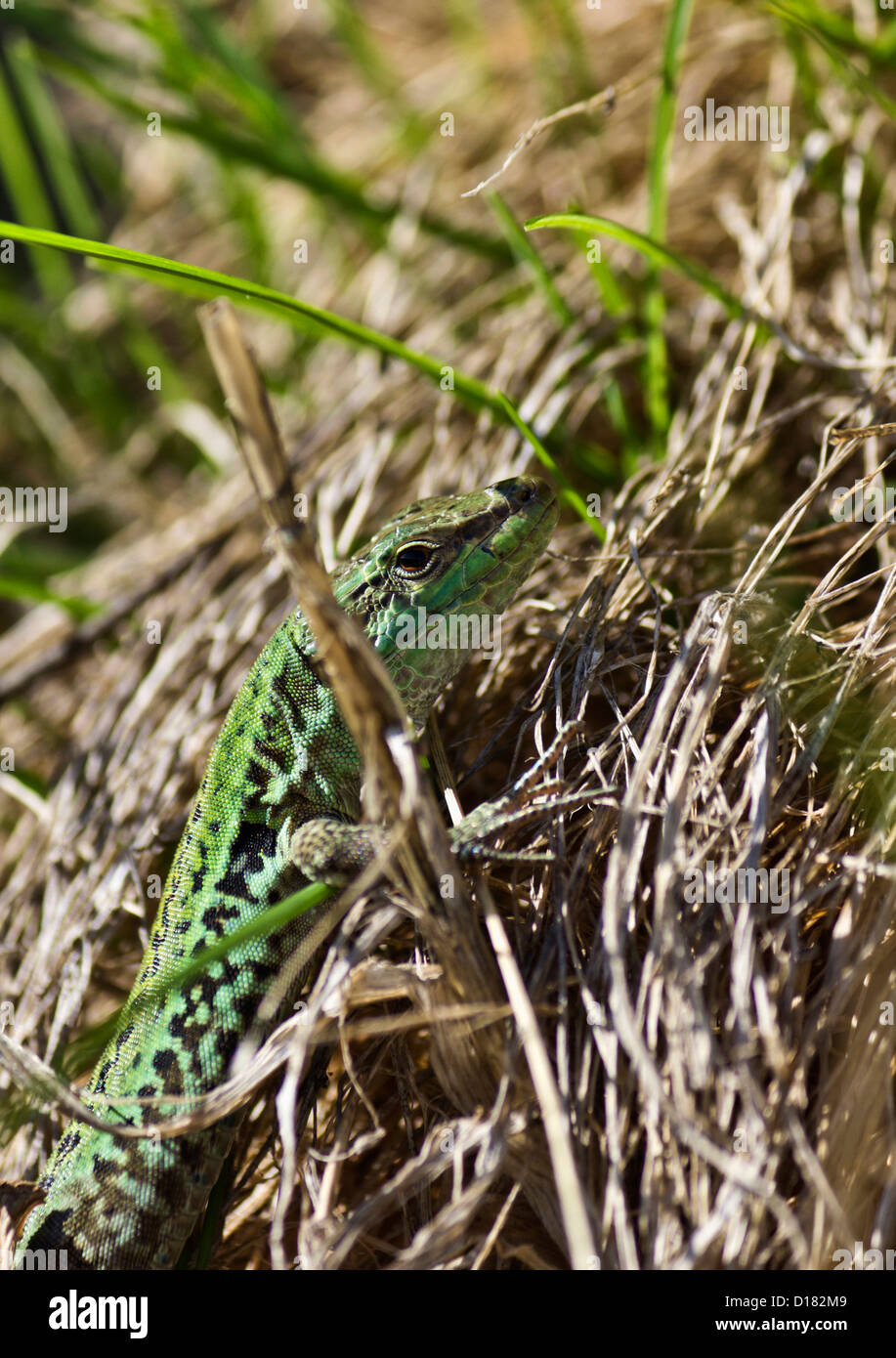 Italy, Sicily, countryside, lizard closeup (Lacerta bilineata Stock ...