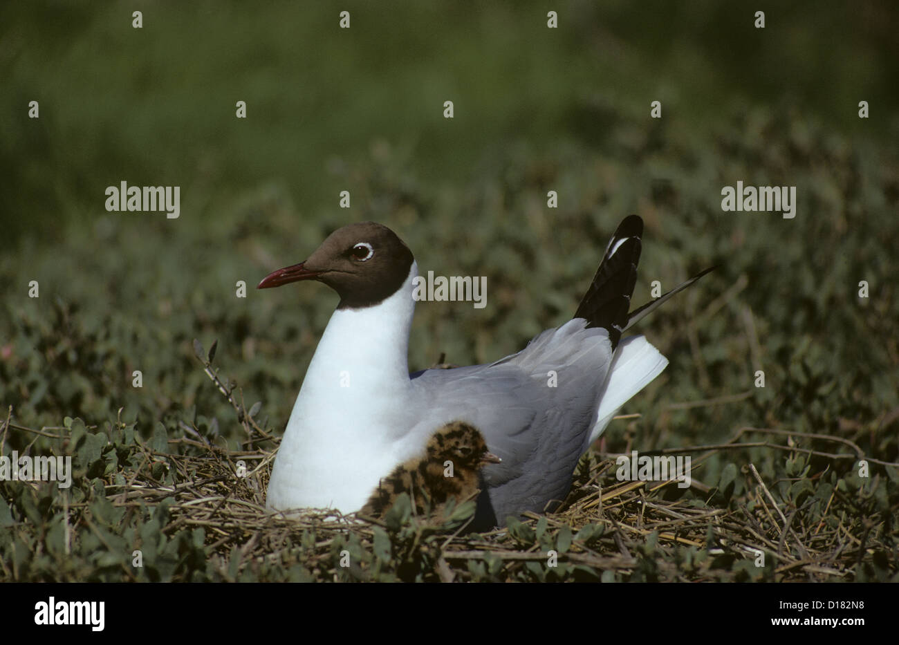 Ribble estuary gull hi-res stock photography and images - Alamy