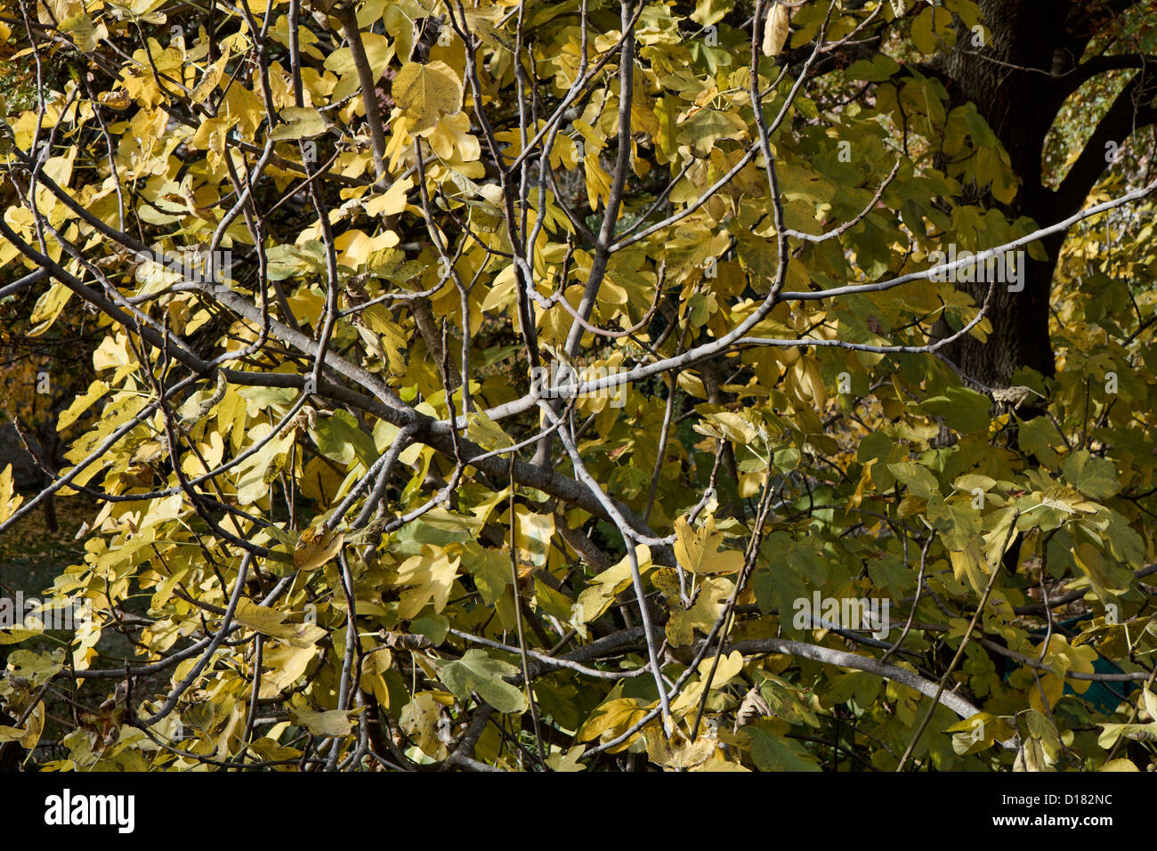 Fig leaves in autumn hi-res stock photography and images - Alamy