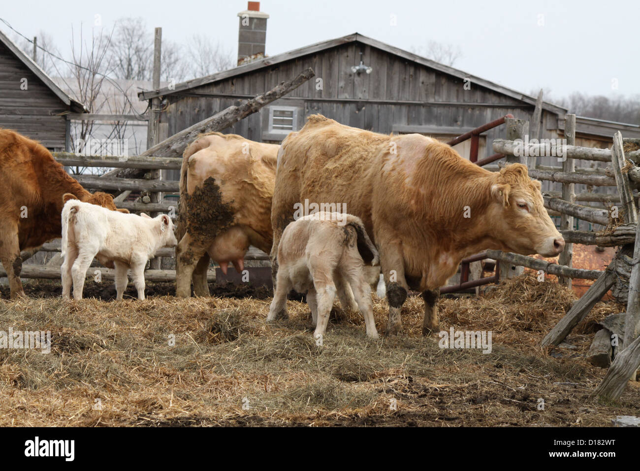 Adult cows hi-res stock photography and images - Alamy