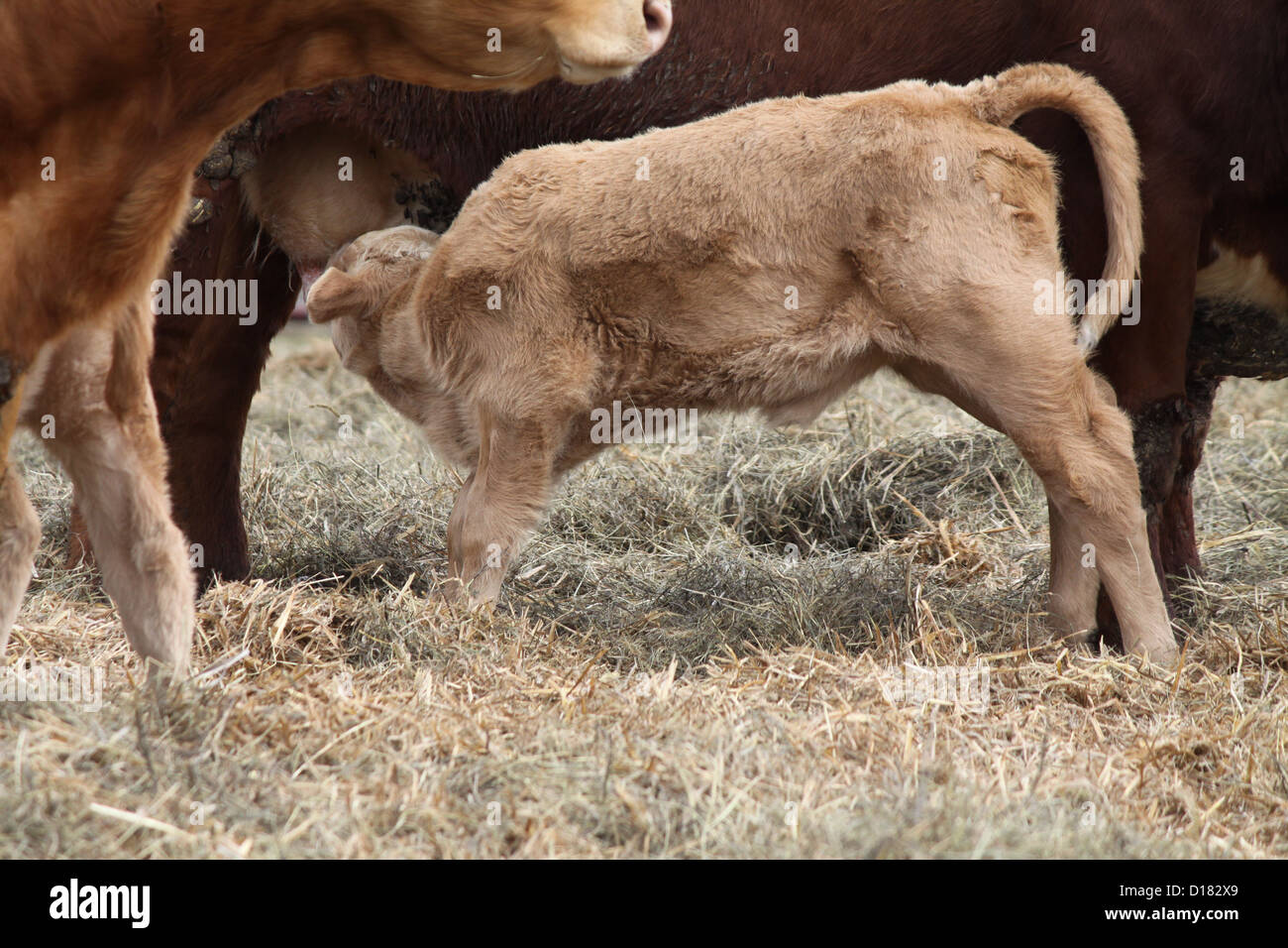 Confined beef hi-res stock photography and images - Alamy