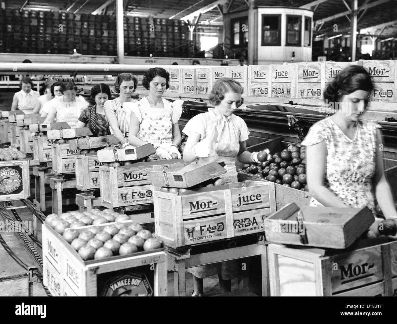 Women packing oranges in a packing plant Stock Photo - Alamy