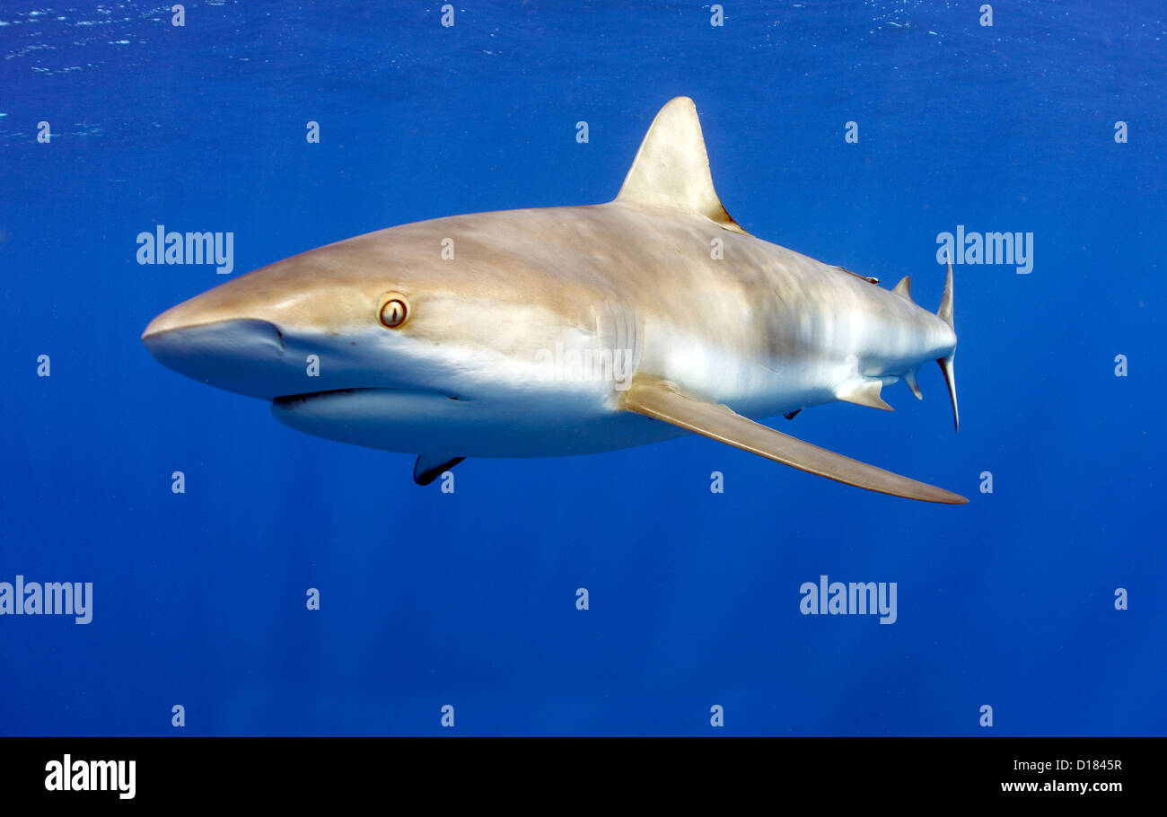 Caribbean reef shark Stock Photo - Alamy