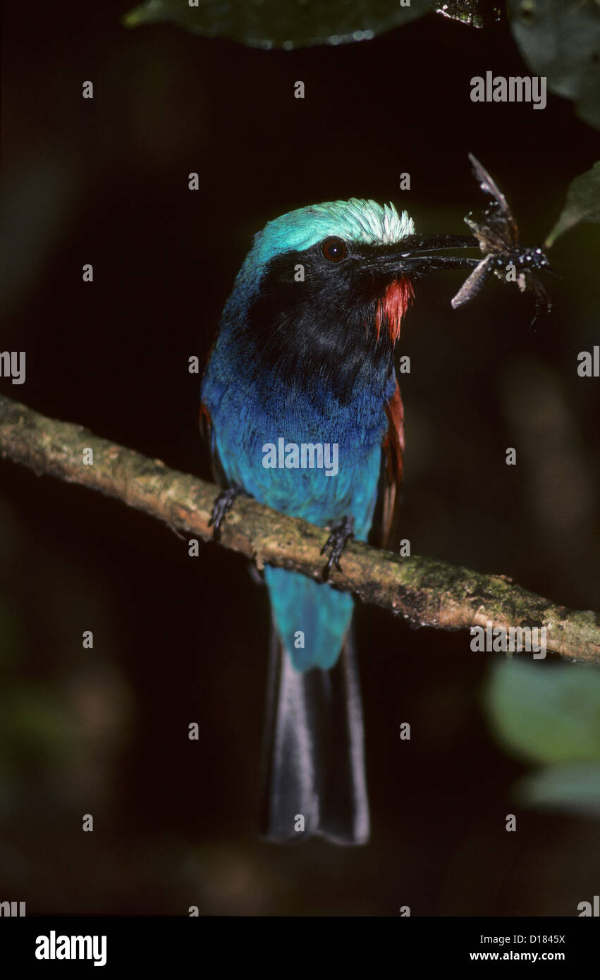 BLUE-HEADED BEE-EATER (Merops muelleri) adult male with insect food ...