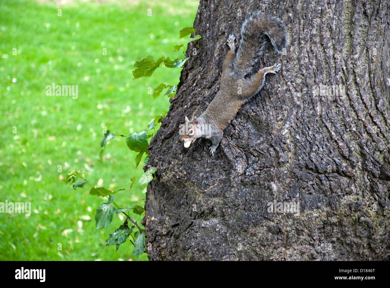 Peanut tree hi-res stock photography and images - Alamy