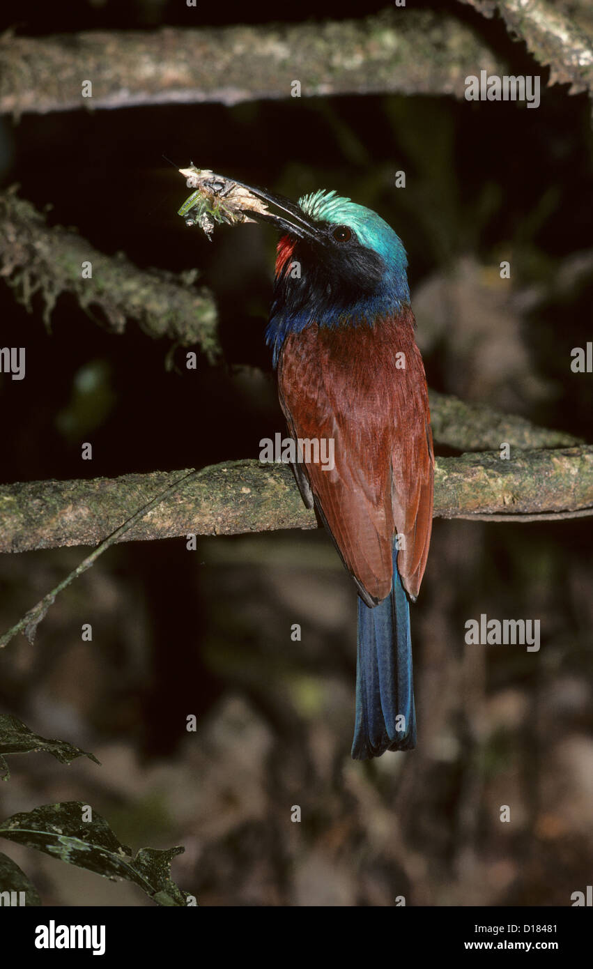 BLUE-HEADED BEE-EATER (Merops muelleri) adult male with insect food ...