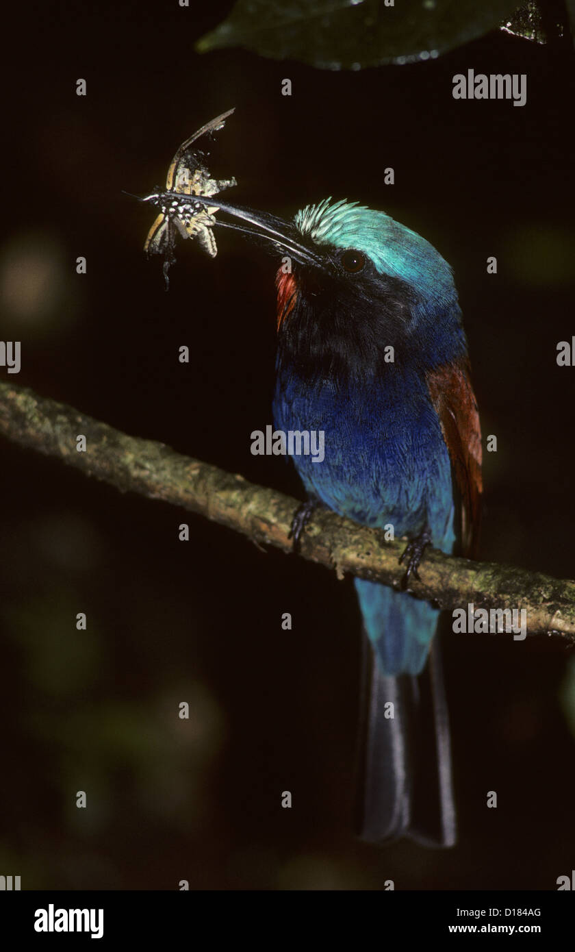 BLUE-HEADED BEE-EATER (Merops muelleri) adult male with insect food ...