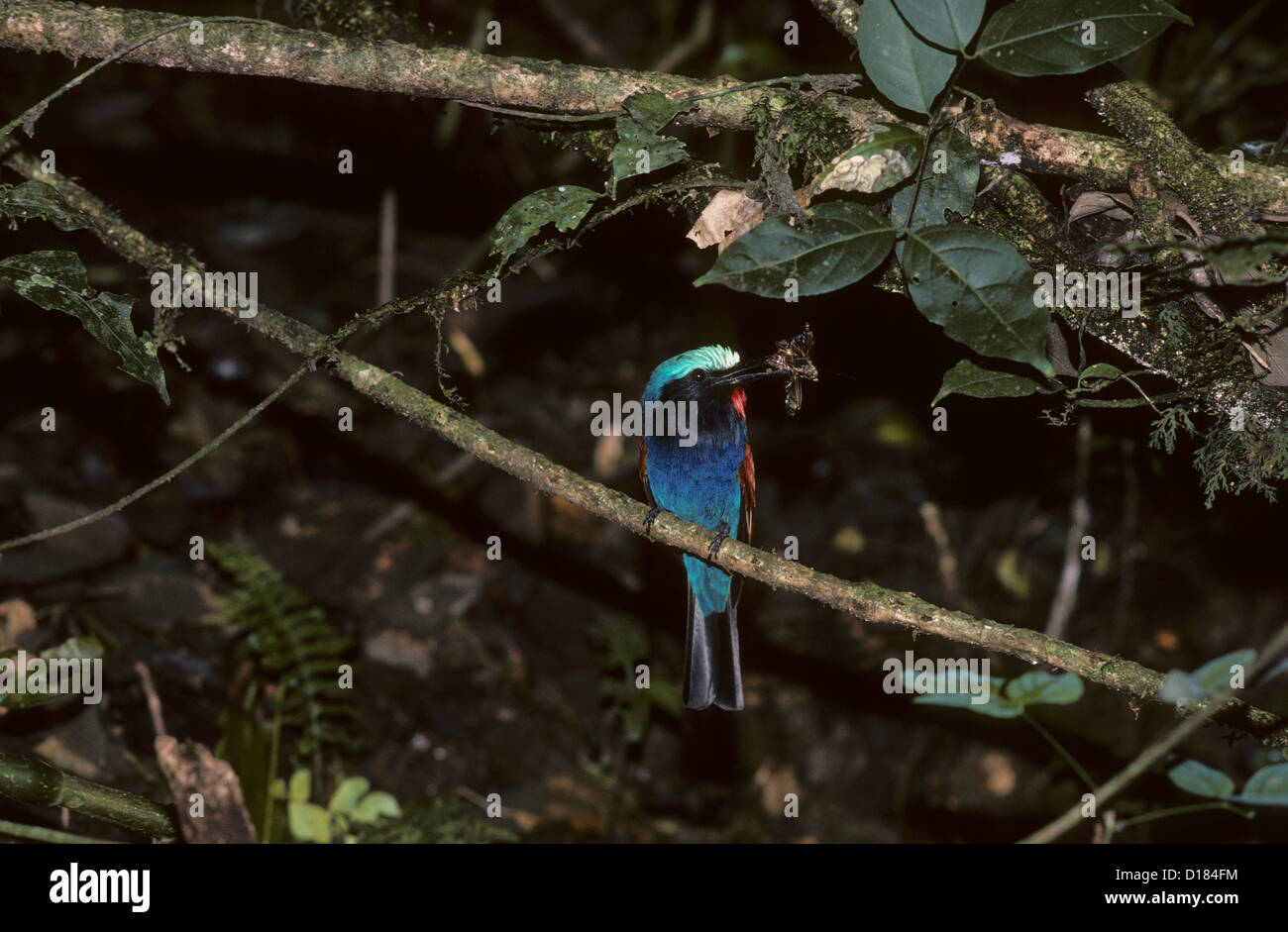 BLUE-HEADED BEE-EATER (Merops muelleri) adult male with insect food ...