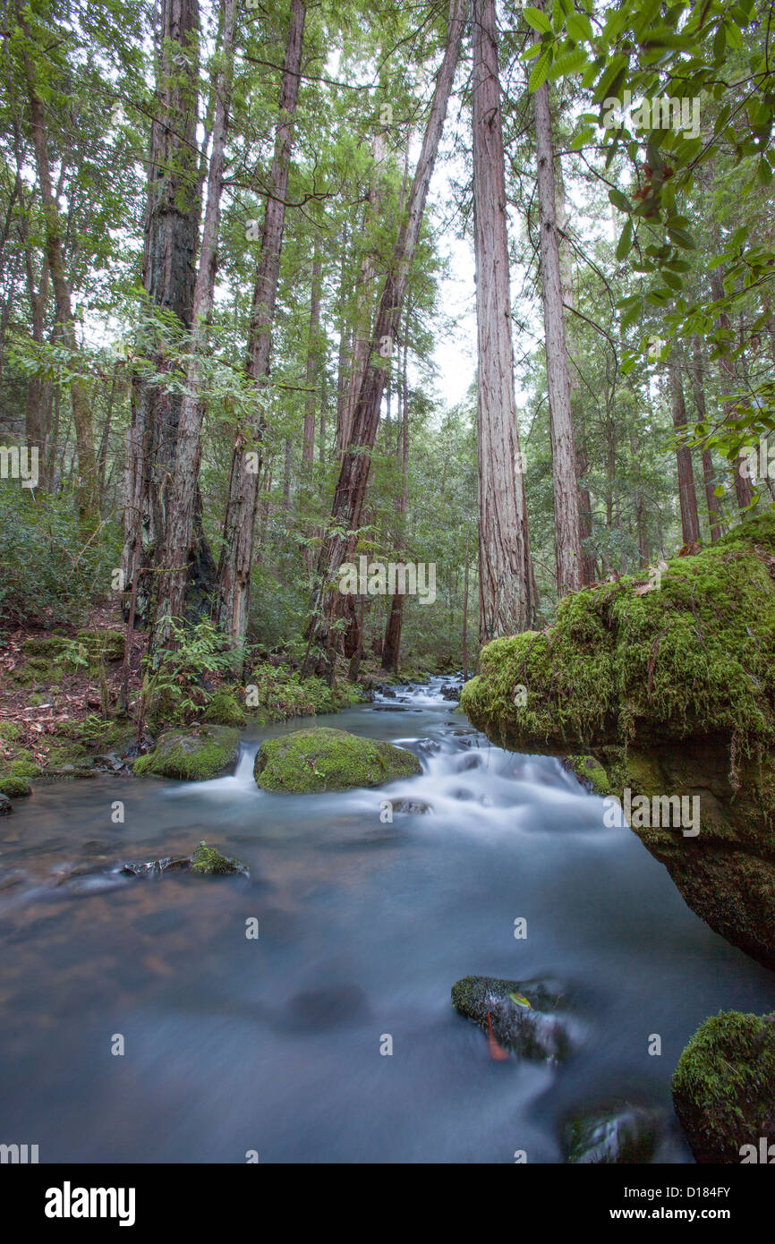 A stream runs through a redwood forest in California Stock Photo - Alamy