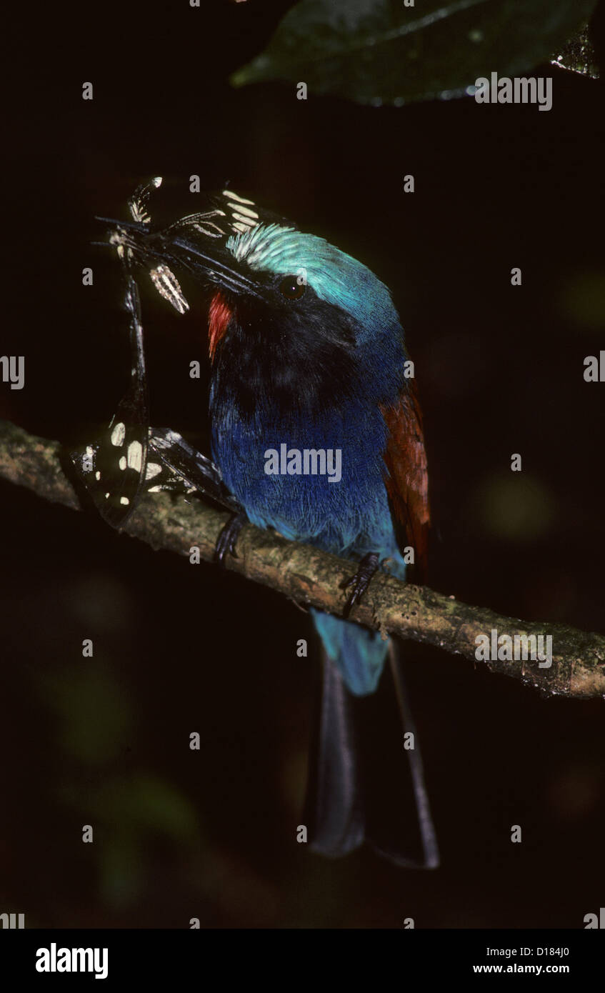 BLUE-HEADED BEE-EATER (Merops muelleri) adult male with insect prey ...