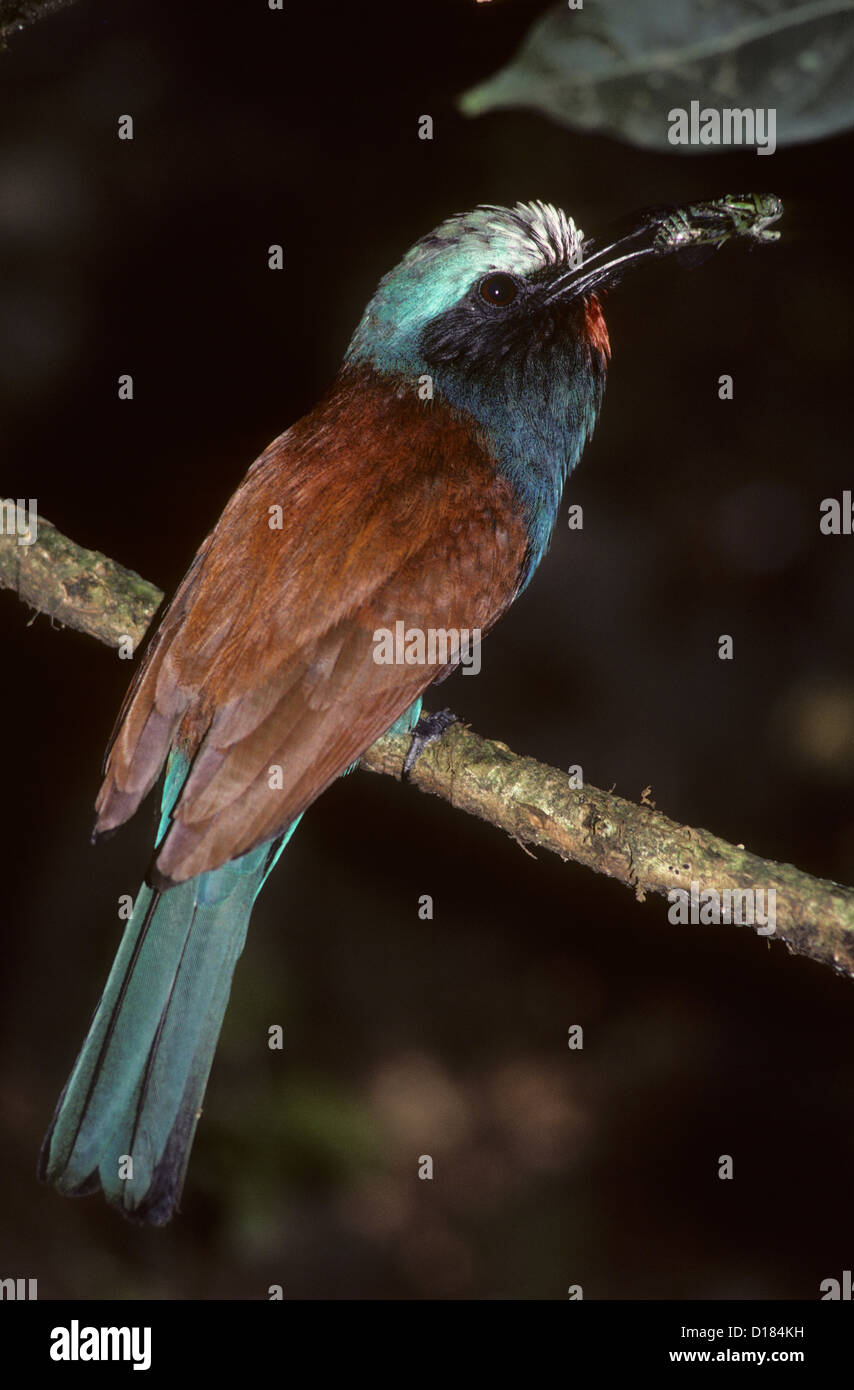 BLUE-HEADED BEE-EATER (Merops muelleri) adult female with insect prey ...