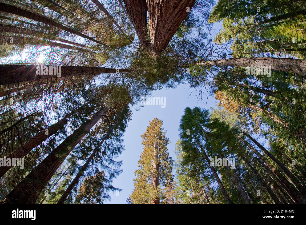 Sequoia trees logging national park hi-res stock photography and images ...