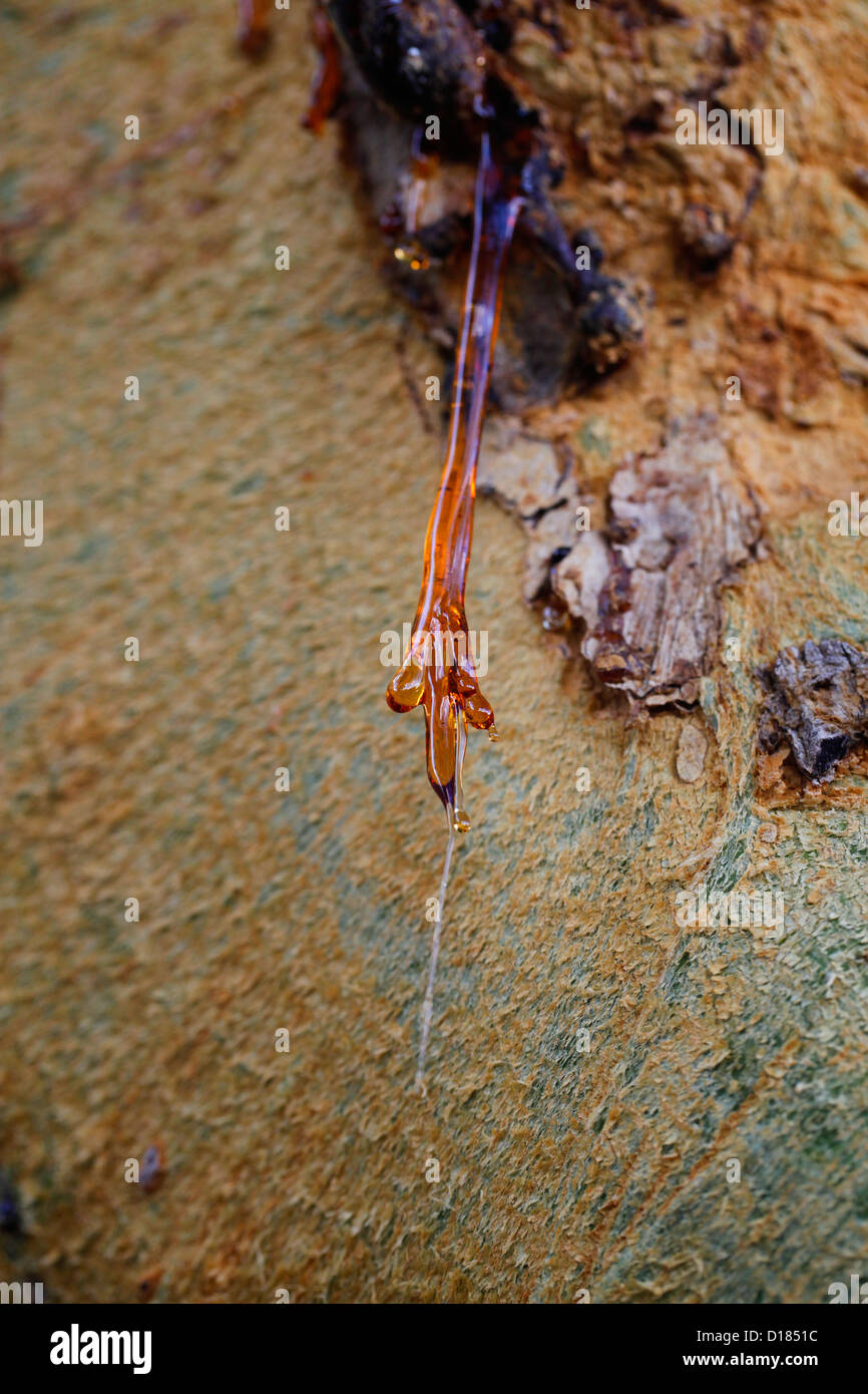 Resin dripping out of a tree Stock Photo - Alamy