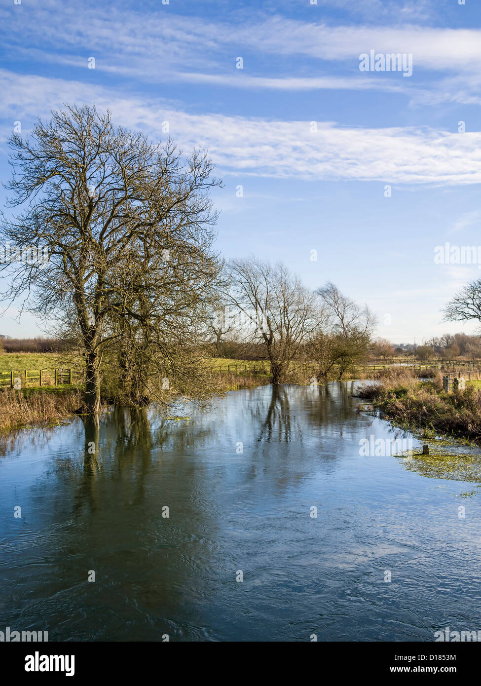 Ash trees in December overhanging Driffield Beck, East Yorkshire ...