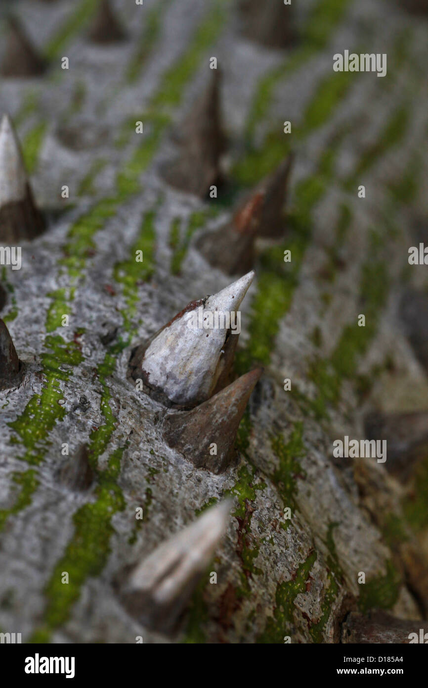 Detail of the thorny trunk of the silk floss tree Ceiba speciosa ...