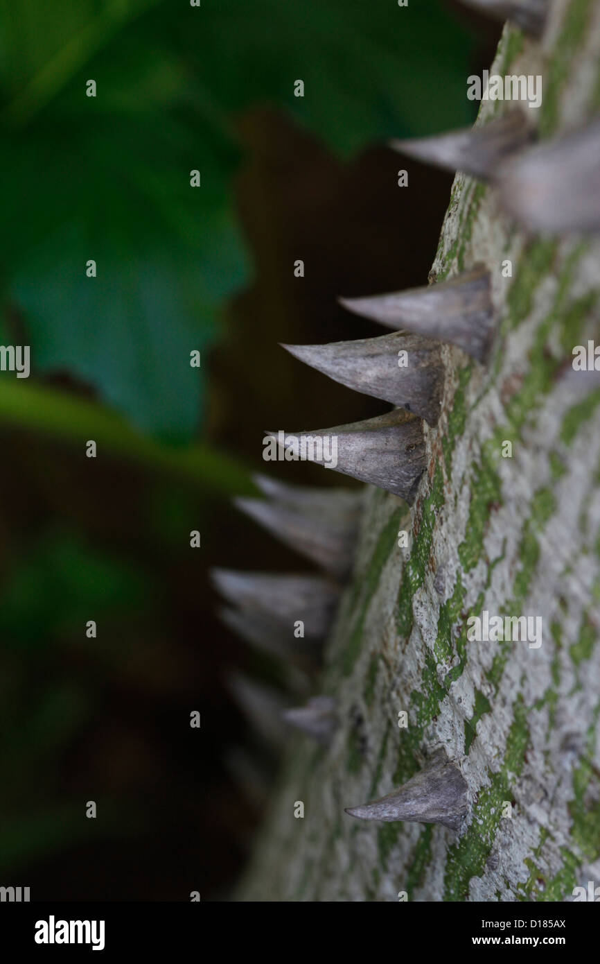 Detail of the thorny trunk of the silk floss tree Ceiba speciosa ...
