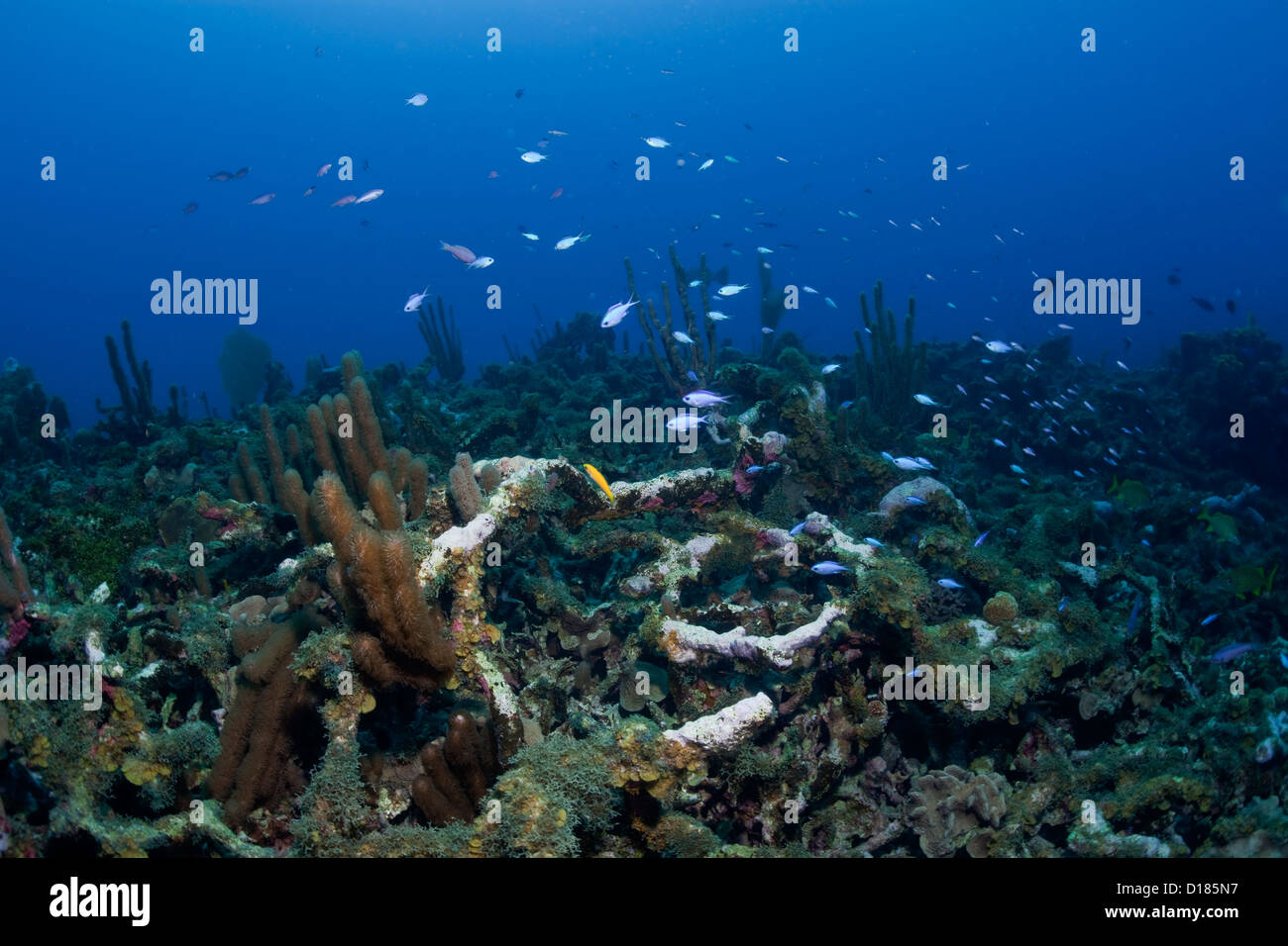 Coral reef rubble off the coast of the Swan Islands, Honduras Stock ...