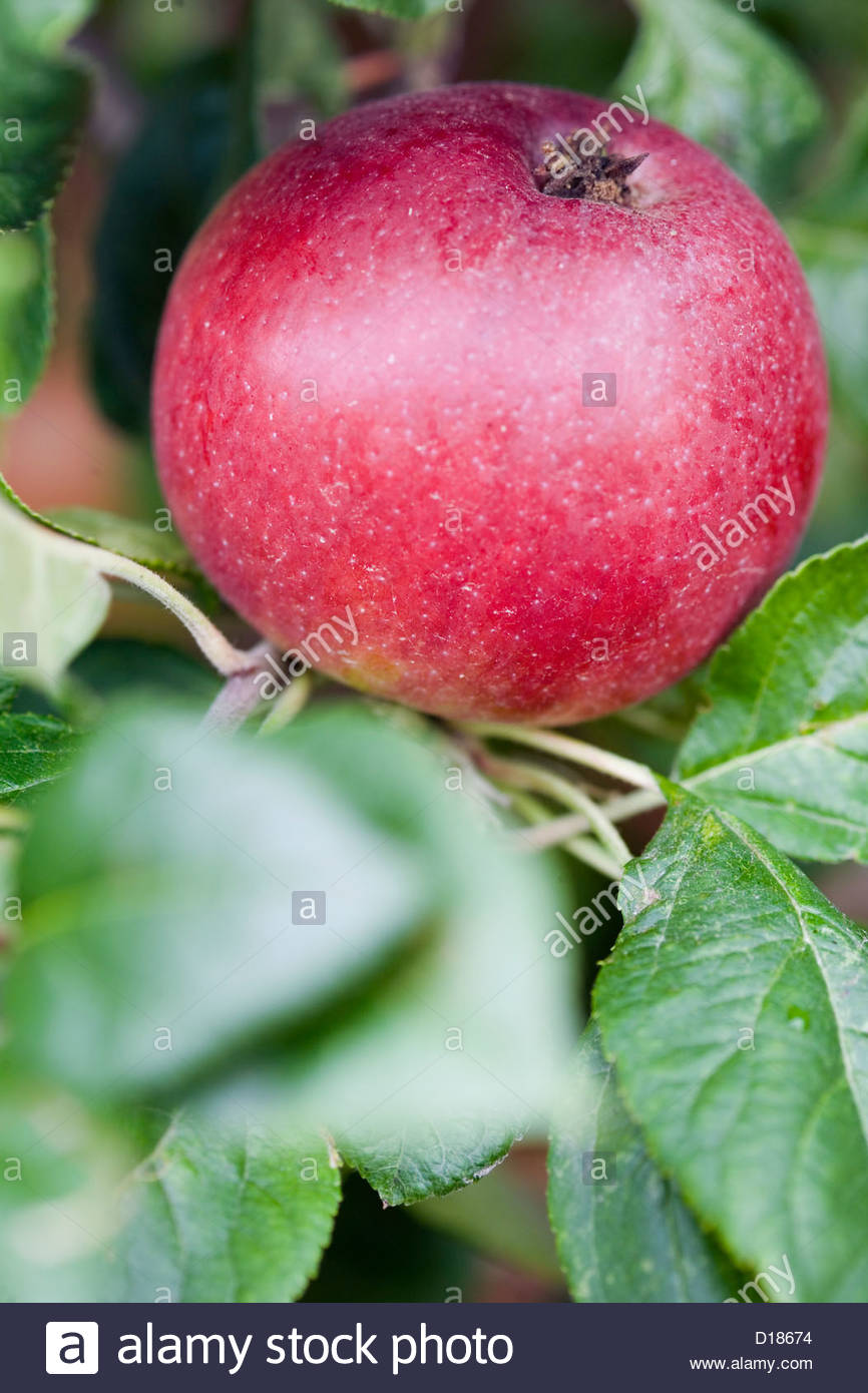 Malus Domestica Red Devil Stock Photos & Malus Domestica Red Devil ...