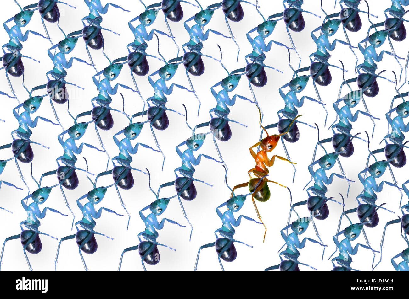 Ant community hi-res stock photography and images - Alamy