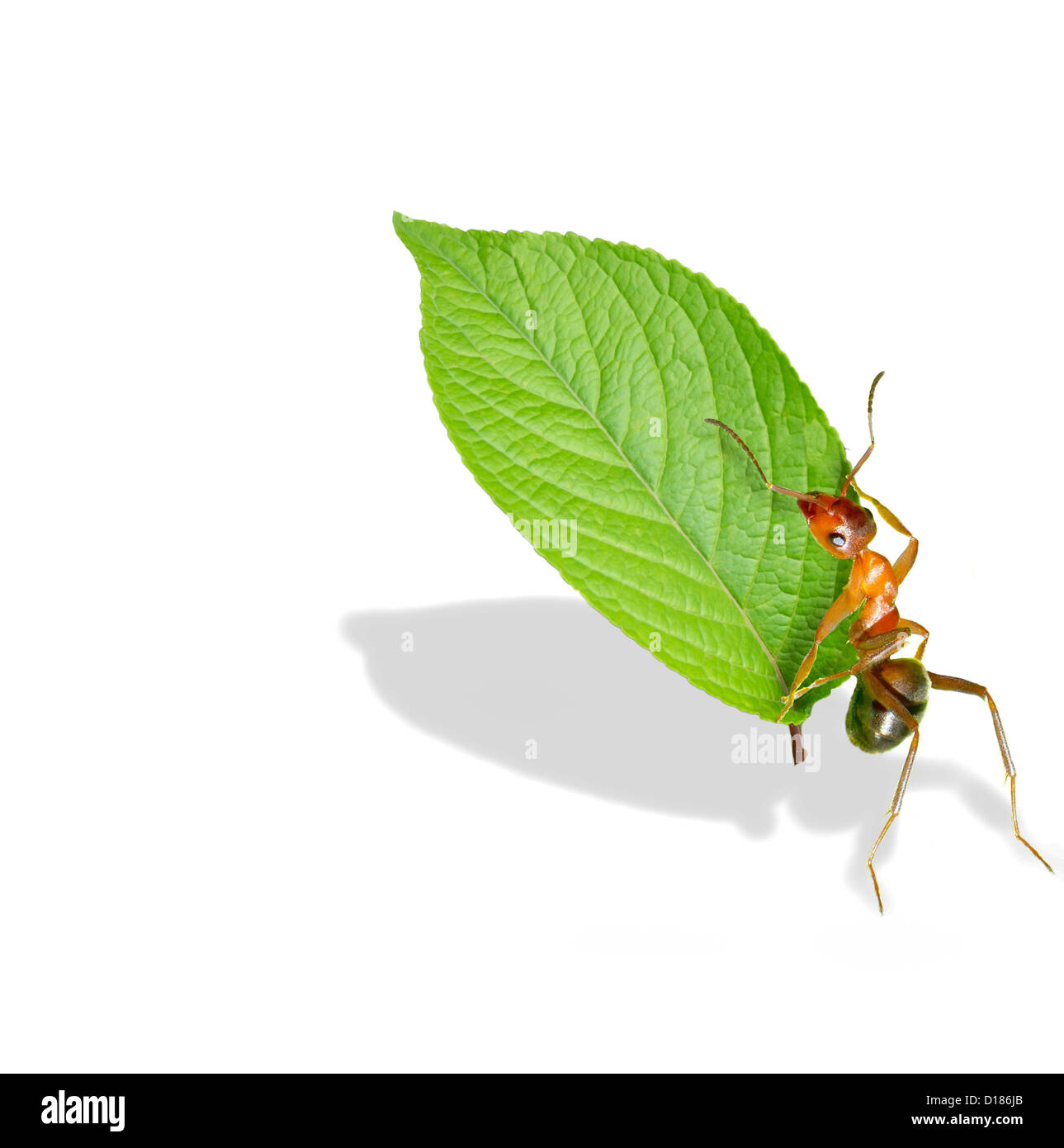 Ant Cut Out Stock Images & Pictures - Alamy