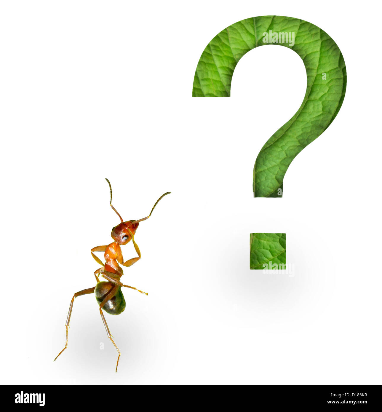 The ant and the question mark Stock Photo - Alamy