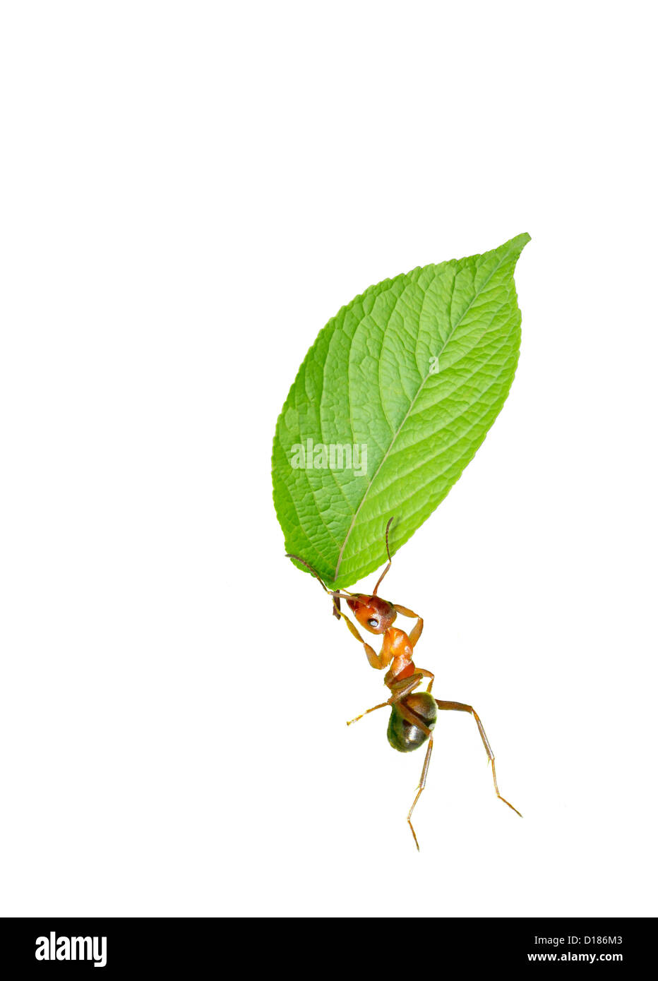 Ant move a piece of leaf Stock Photo - Alamy