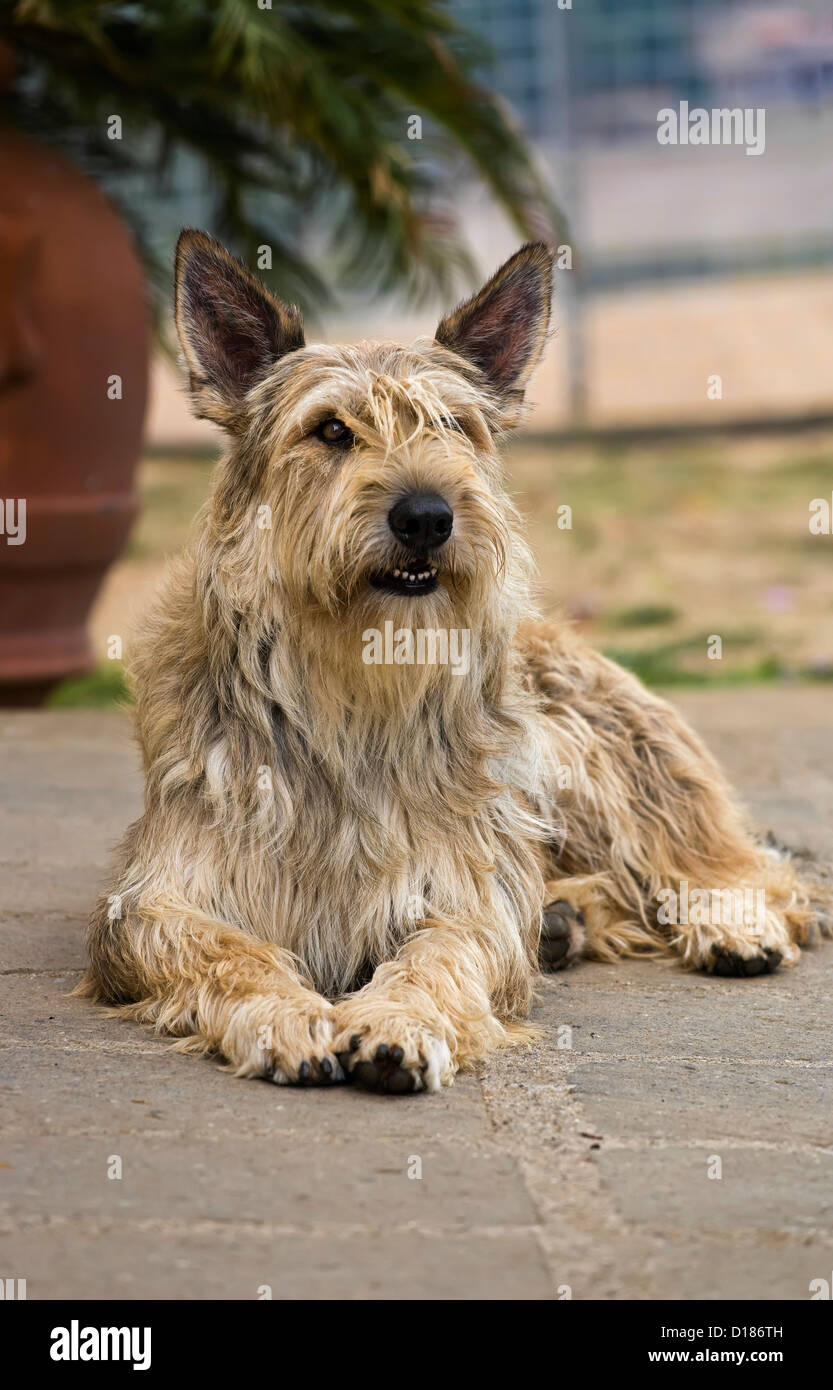 Berger picard hi-res stock photography and images - Alamy