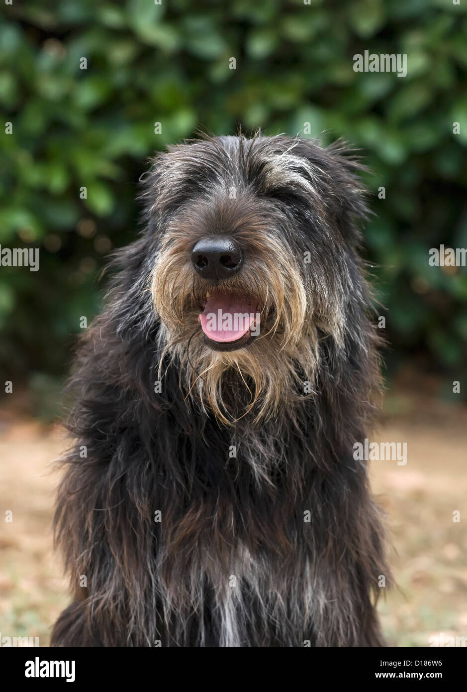 Berger picard hi-res stock photography and images - Alamy