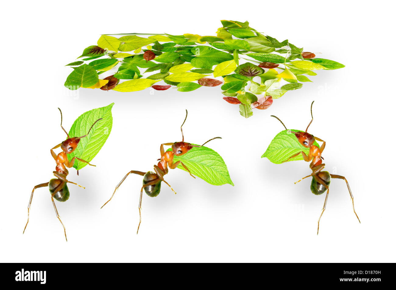 Ants carry leaves Cut Out Stock Images & Pictures - Alamy