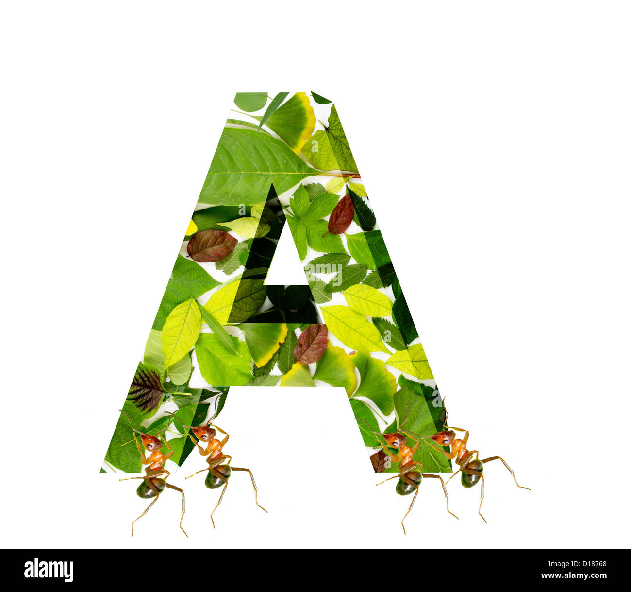 The ants move the letter A Stock Photo - Alamy