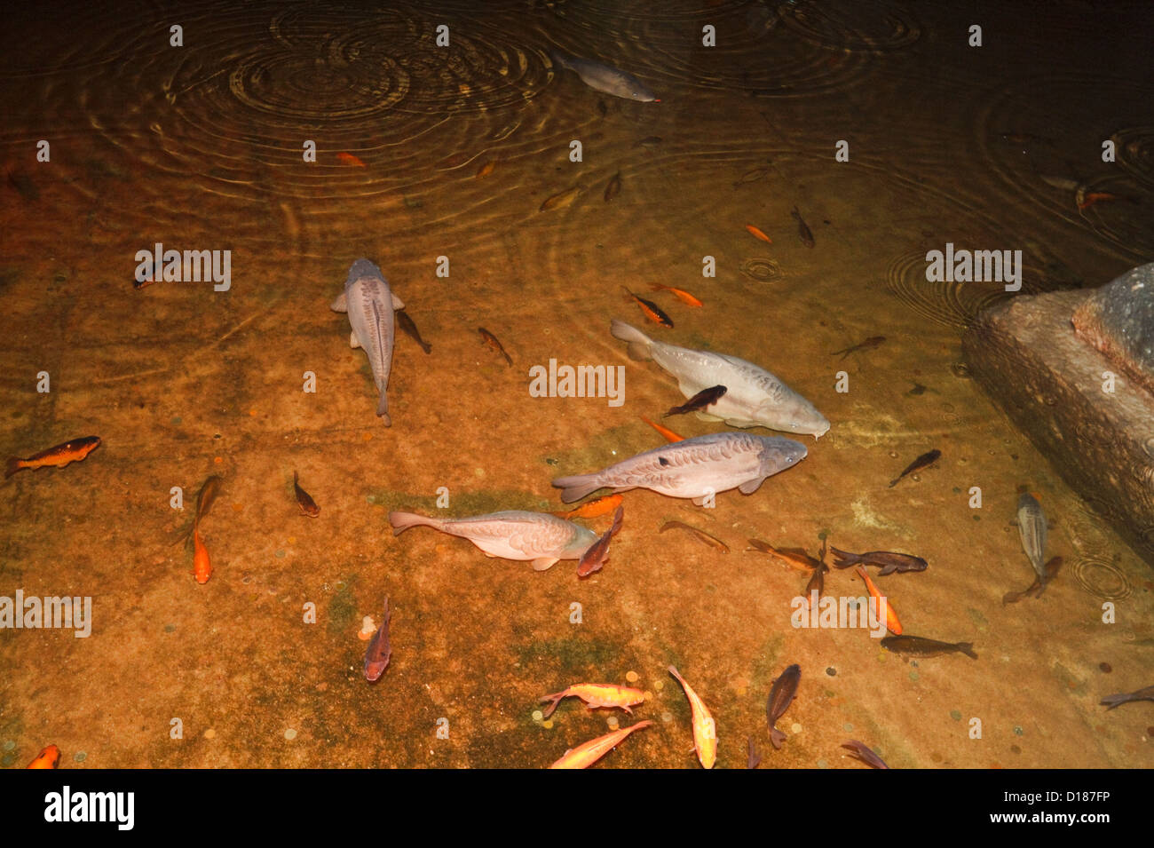 Turkey, Istanbul, The underground Basilica Cistern, built by ...