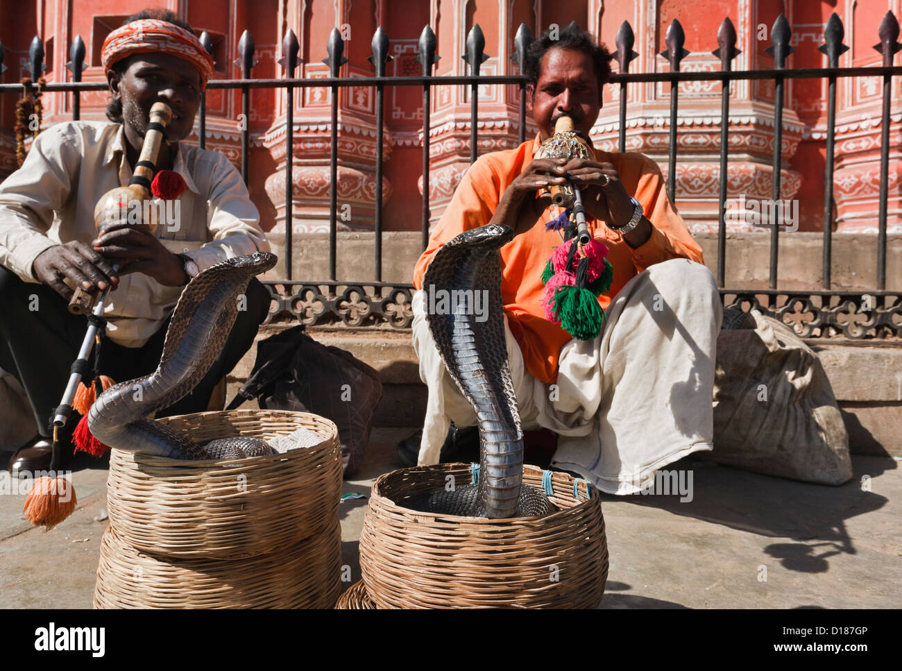 India. Rajasthan, Jaipur, snake charmers make two king cobras ...