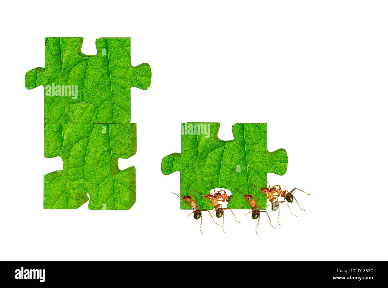 The ants who play jigsaw puzzle Stock Photo - Alamy