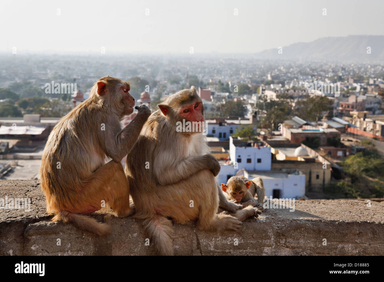India, Rajasthan, Jaipur, indian monkeys clean each other, the city of ...