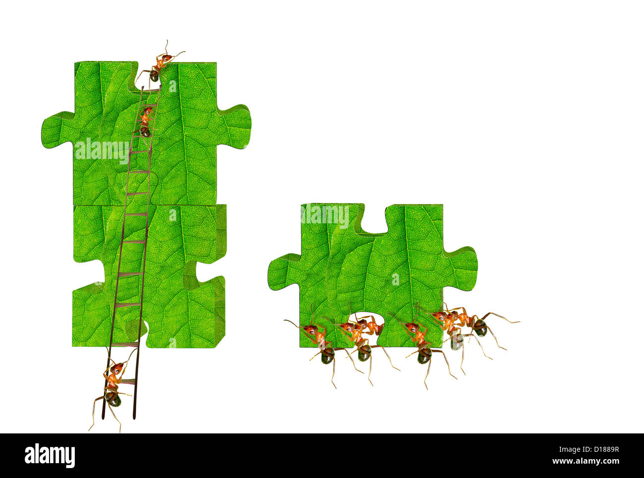 Ants organizations to complete a large puzzle Stock Photo - Alamy