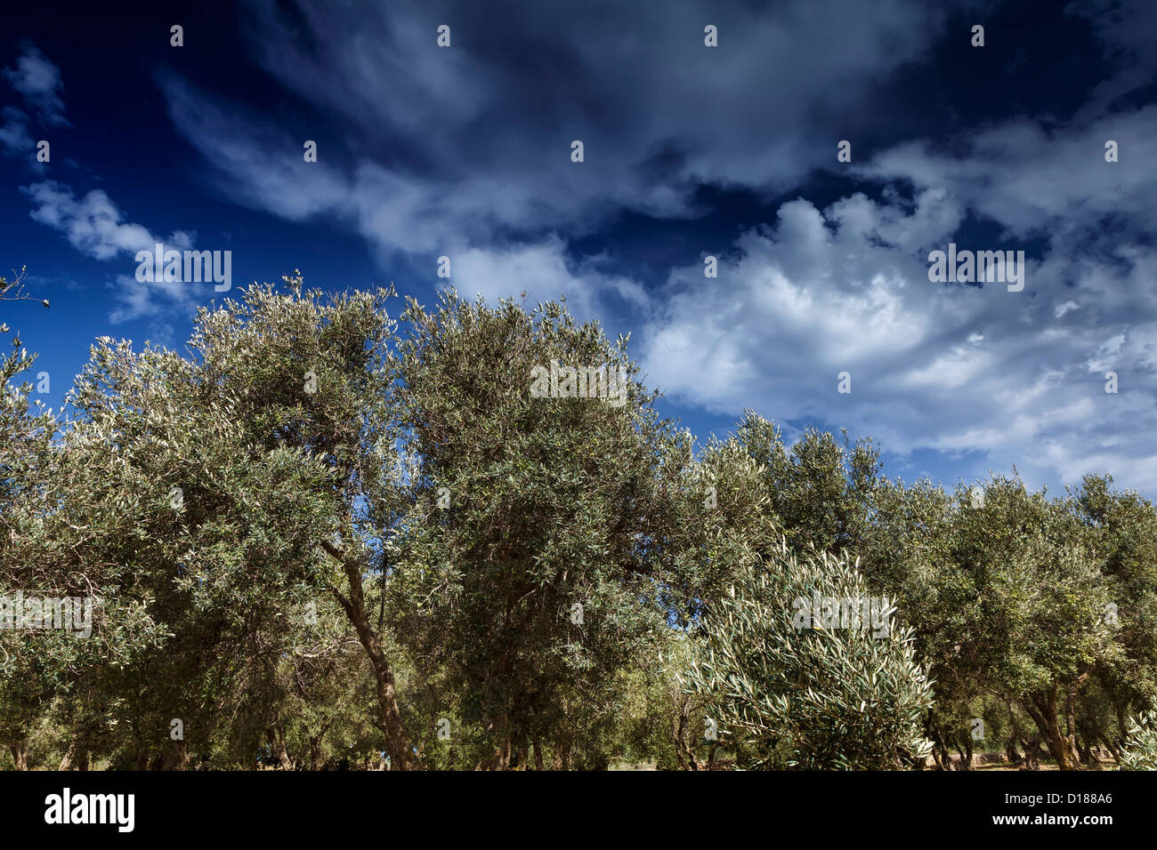 Malta Island, Gozo, countryside, olive trees Stock Photo - Alamy