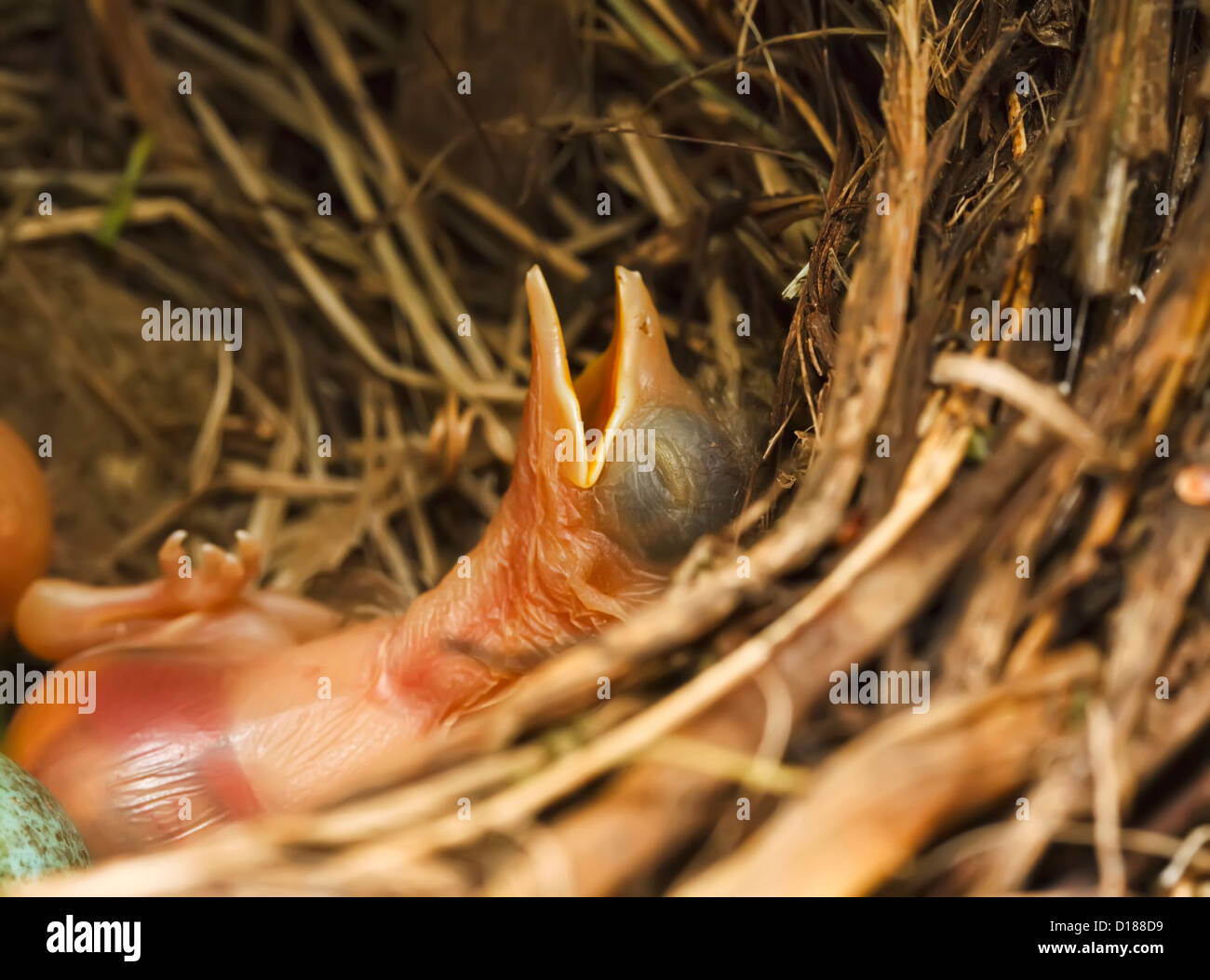 Italy, countryside, closeup of a just born, hungry blackbird (Turdus ...