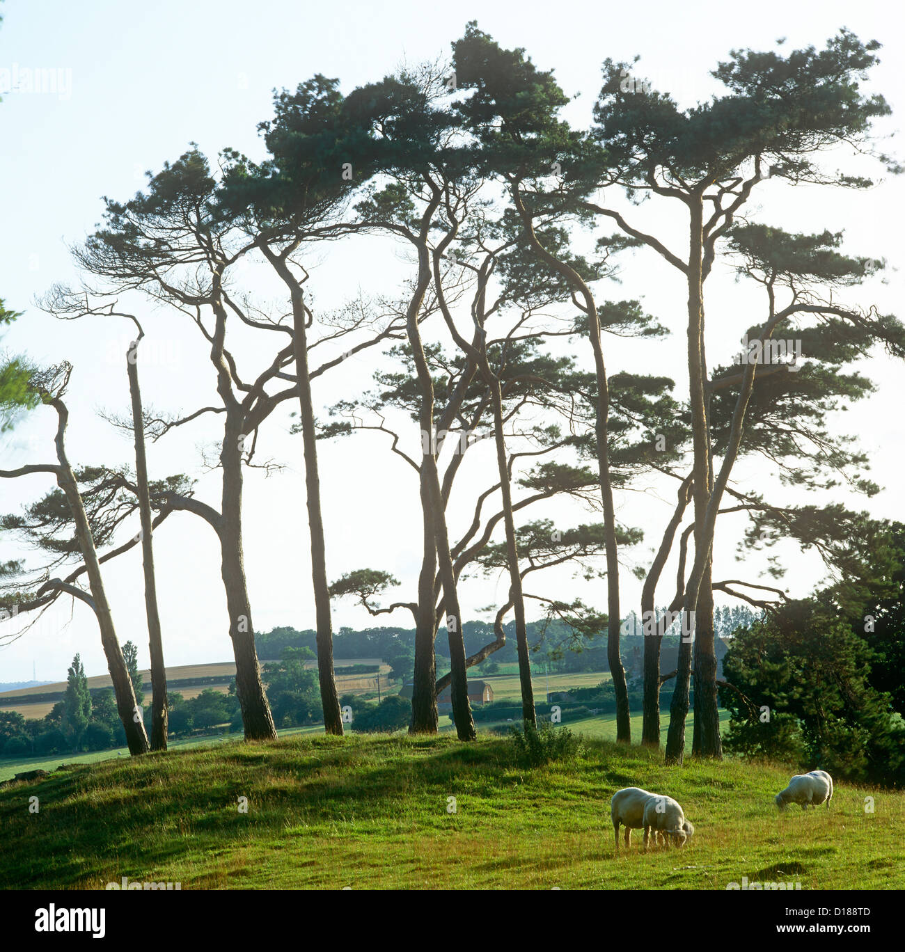 Sheep In The Kent Countryside UK Stock Photo - Alamy