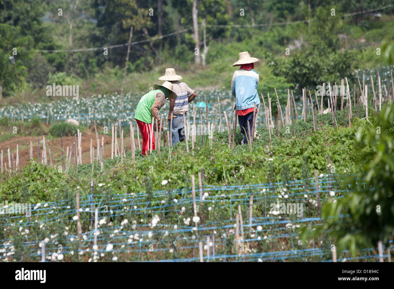 Philippines farmer hi-res stock photography and images - Alamy