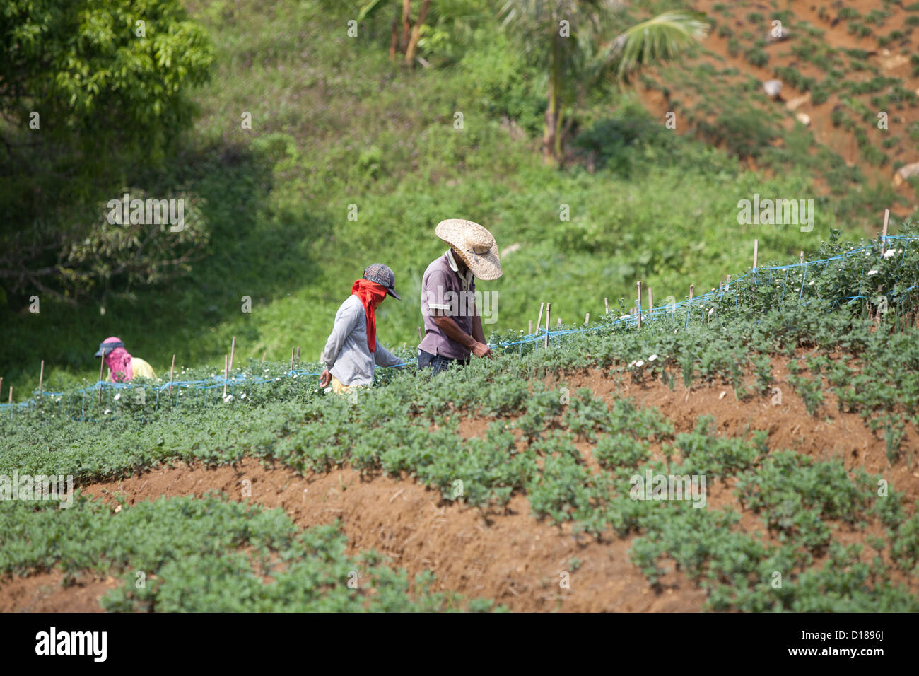 Farmers cultivating flowers,Cebu, Philippines Stock Photo - Alamy