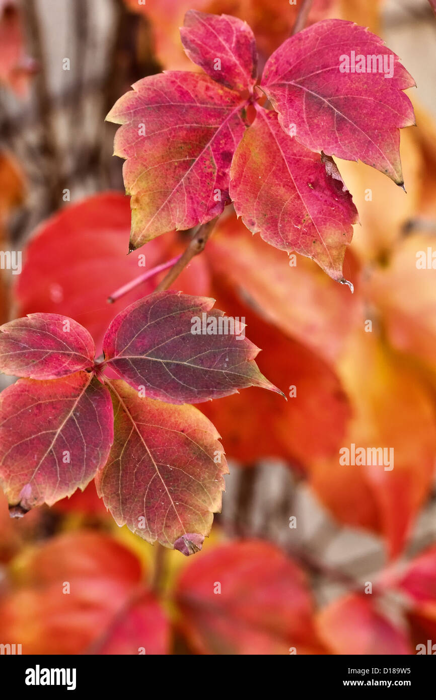 Italy, countryside, fox grape leaves in autumn (Ampelopsis weitchii ...