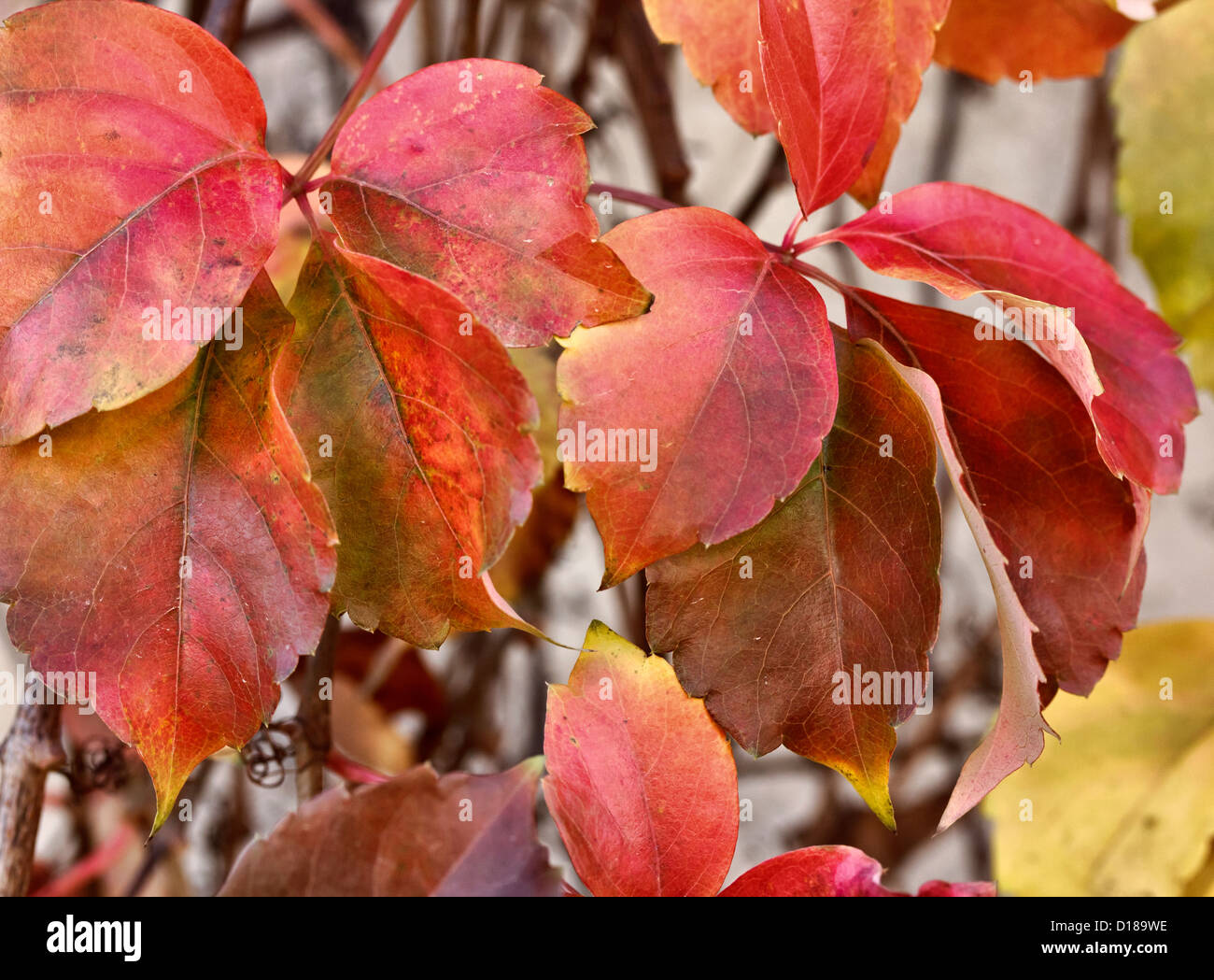 Italy, countryside, fox grape leaves in autumn (Ampelopsis weitchii ...