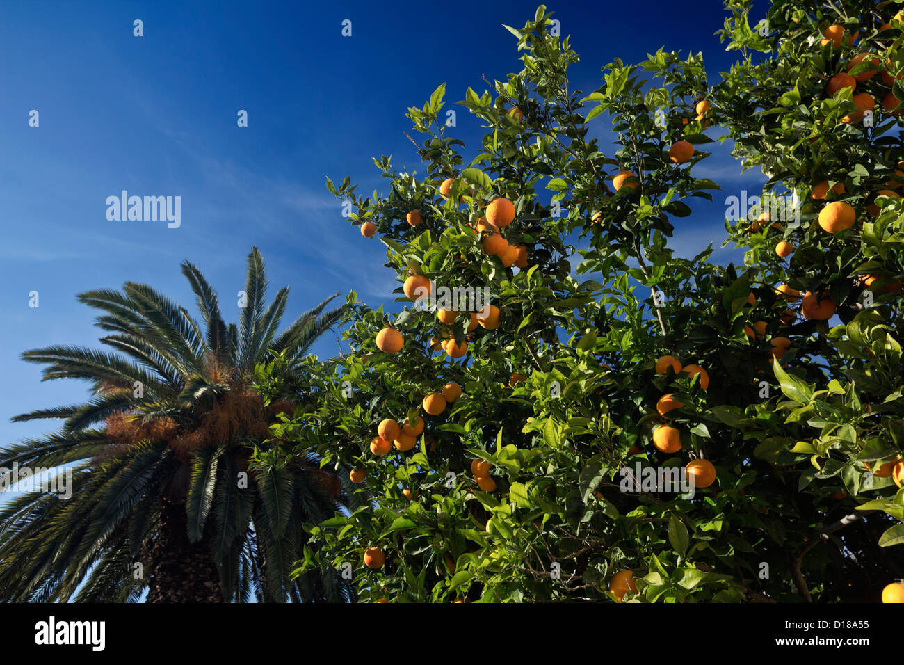 Sicilian orange grove hi-res stock photography and images - Alamy