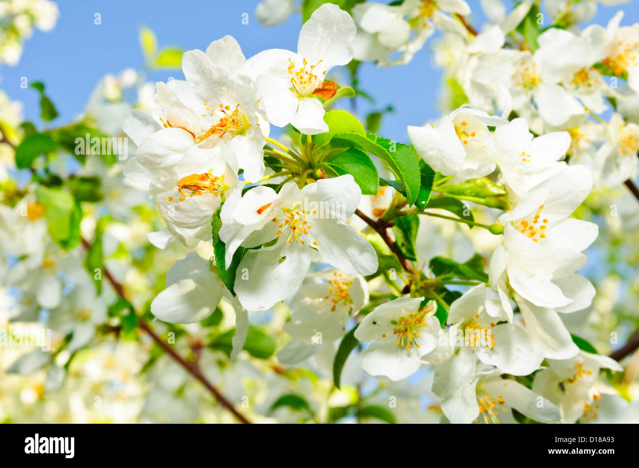 branches of apple trees with open flowers Stock Photo - Alamy