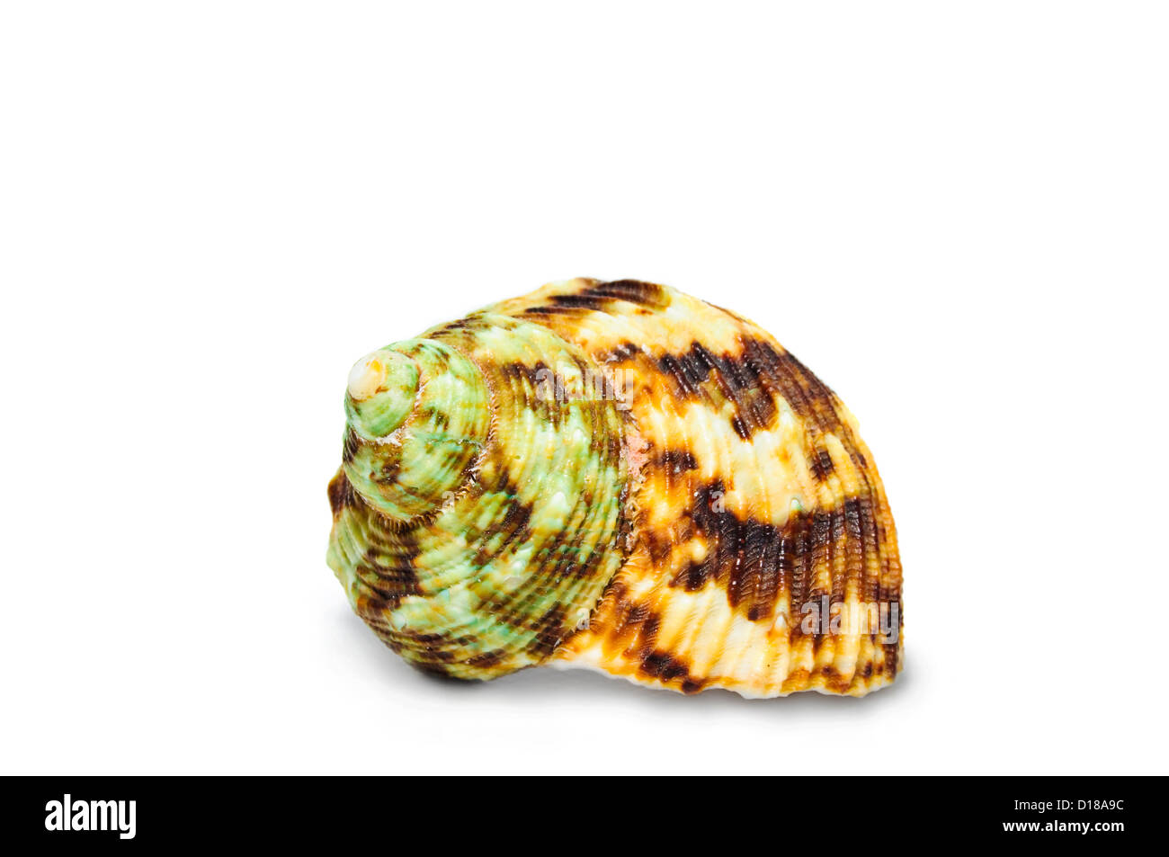 Sea shell isolated on white background Stock Photo - Alamy