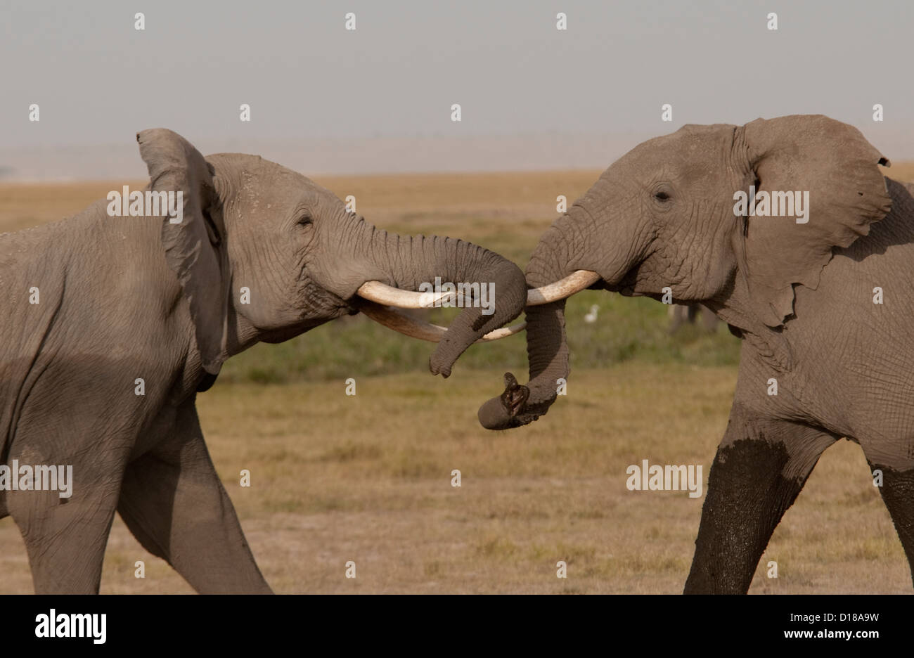 Elephants fight hi-res stock photography and images - Alamy