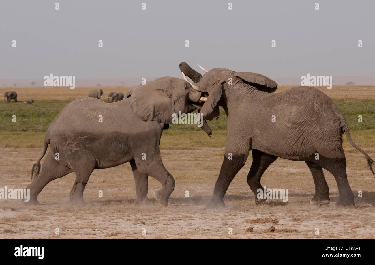 Two African bull elephants fighting Stock Photo - Alamy