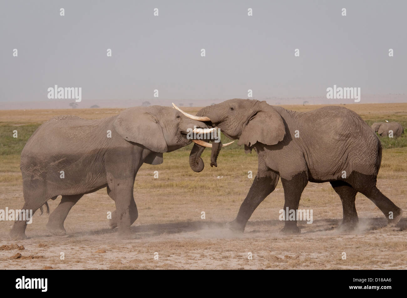 Two African bull elephants fighting Stock Photo - Alamy